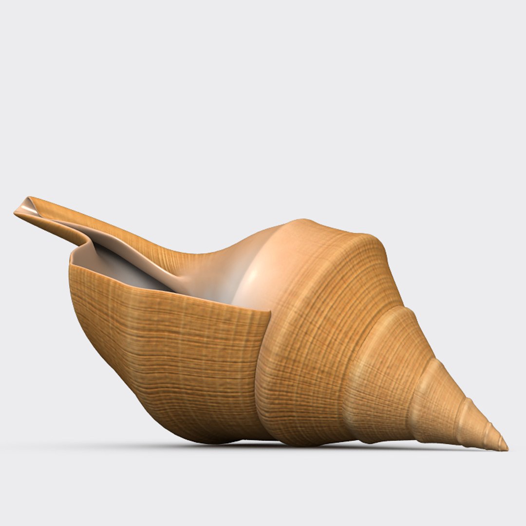 Shell Australian Trumpet Shell Obj
