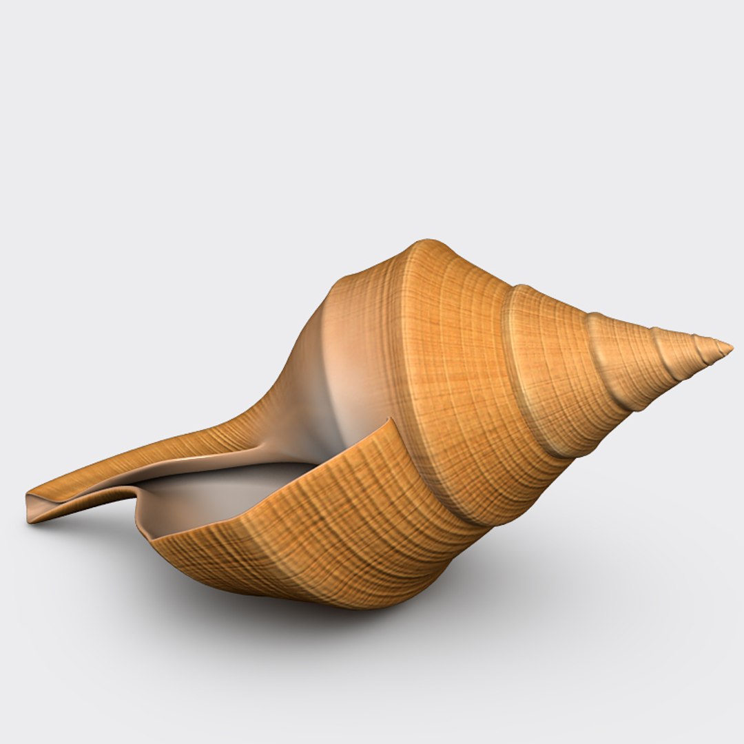 Shell Australian Trumpet Shell Obj