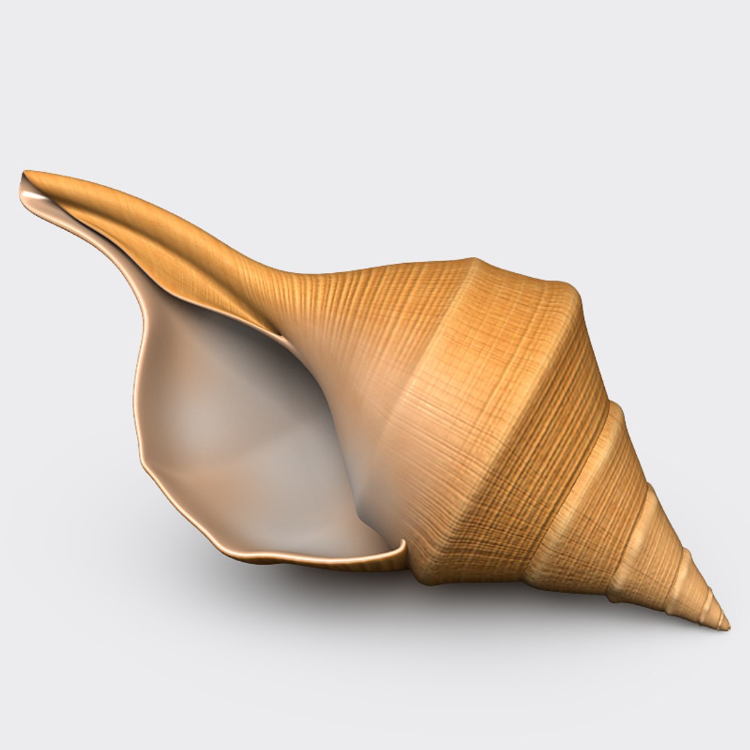 Shell Australian Trumpet Shell Obj