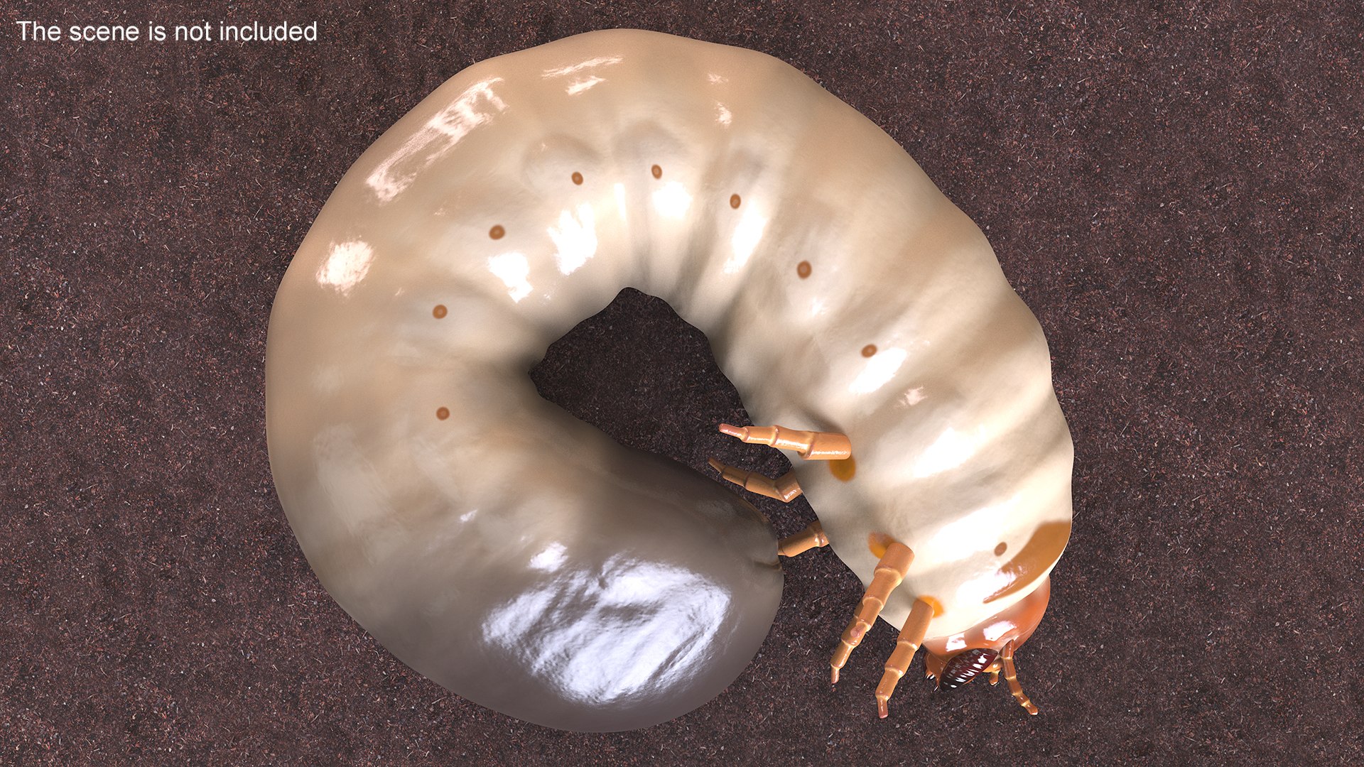 Maggot May Bug Curled 3D Model - TurboSquid 2167302