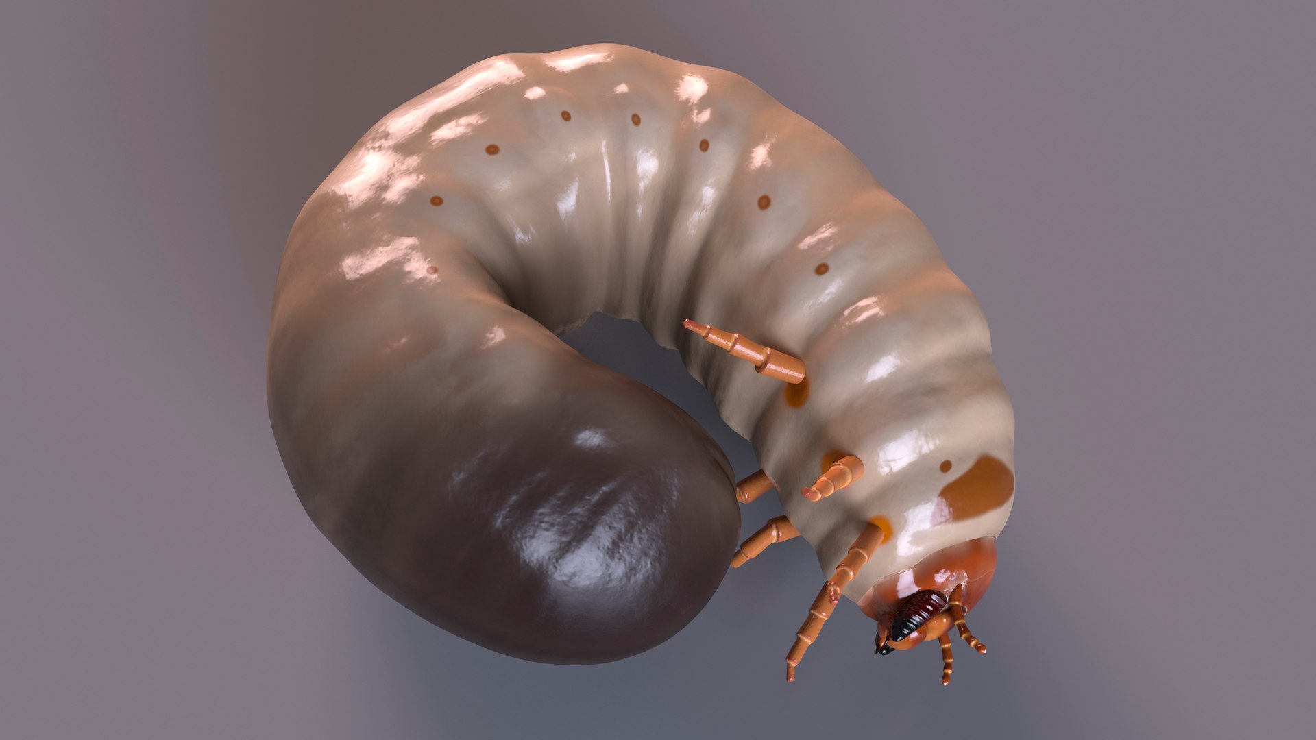 Maggot May Bug Curled 3D Model - TurboSquid 2167302