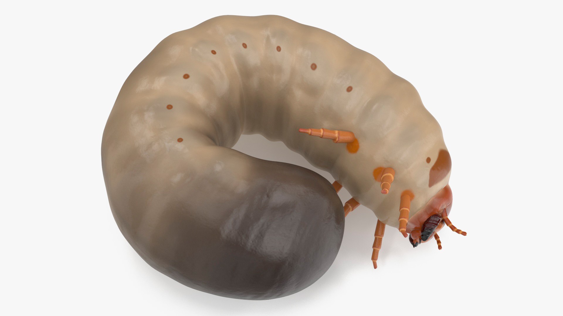 Maggot May Bug Curled 3D Model - TurboSquid 2167302
