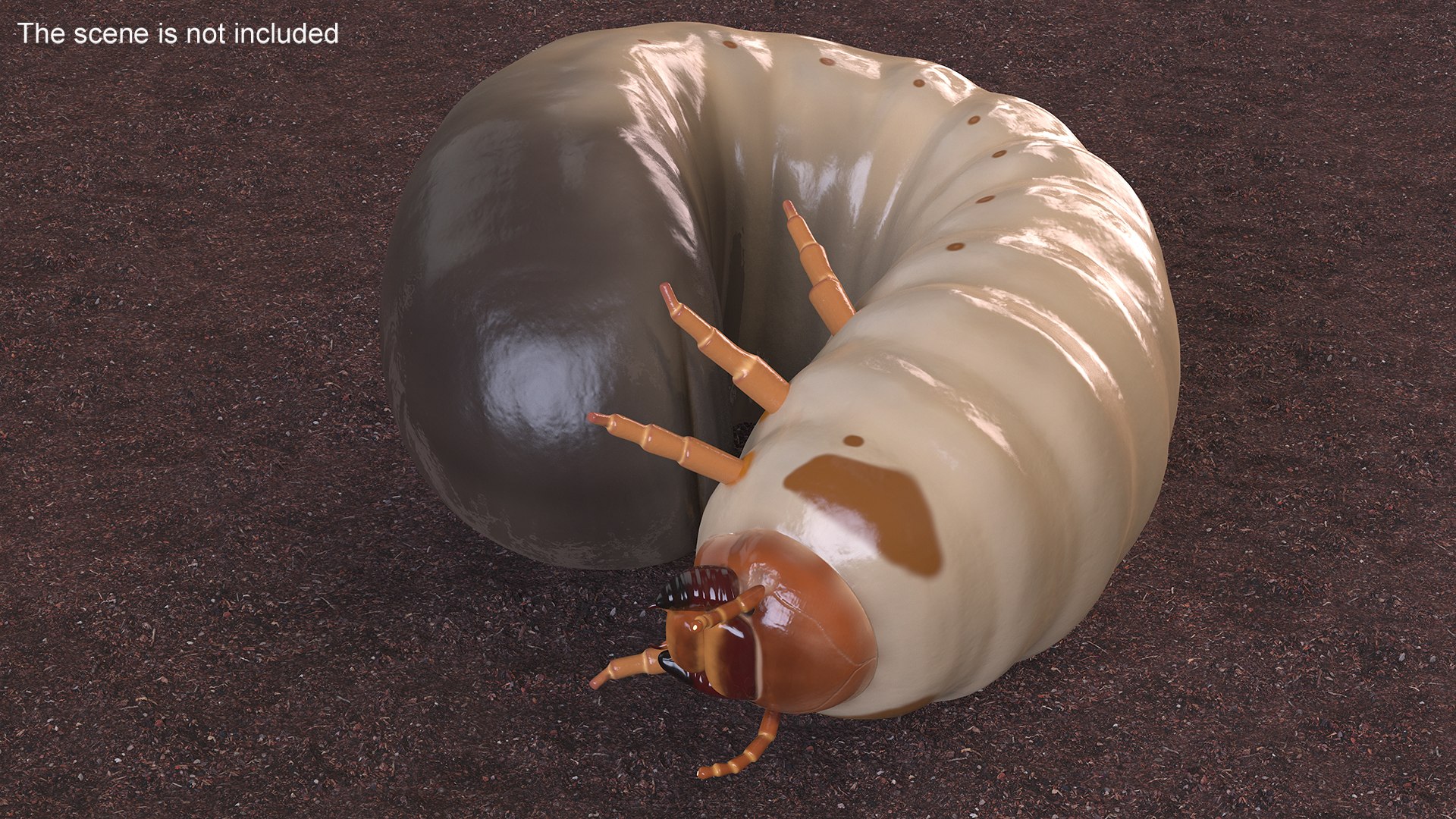 Maggot May Bug Curled 3D Model - TurboSquid 2167302