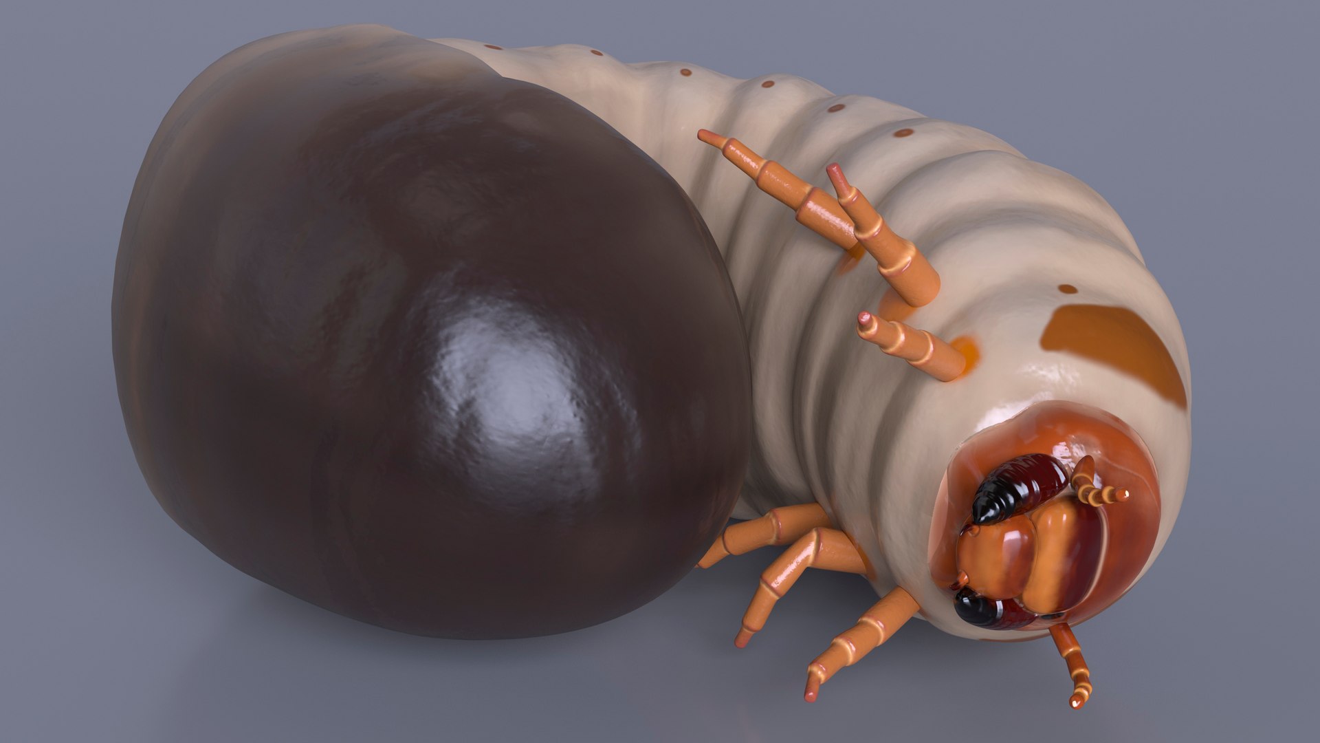 Maggot May Bug Curled 3D Model - TurboSquid 2167302