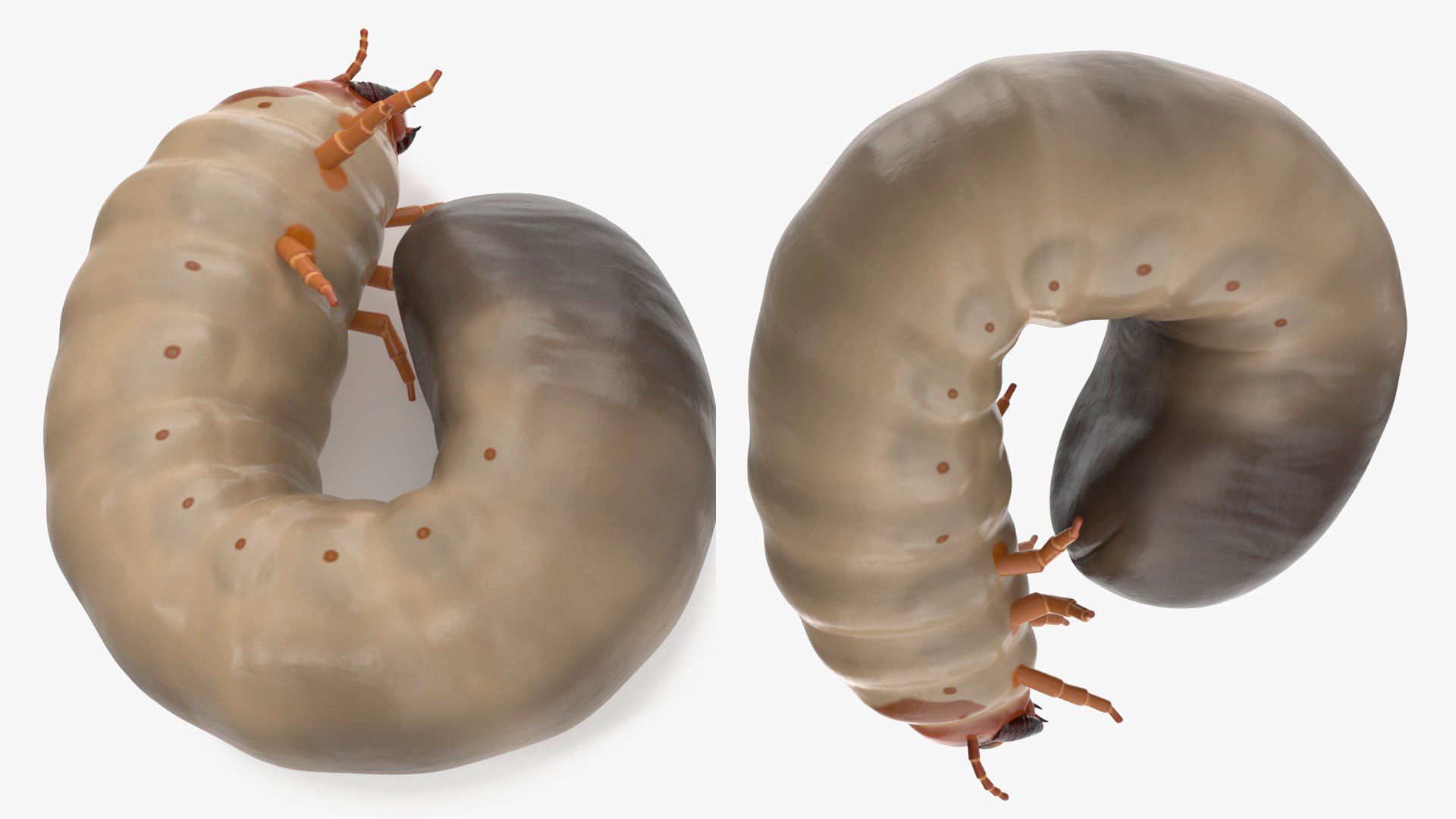 Maggot May Bug Curled 3D Model - TurboSquid 2167302