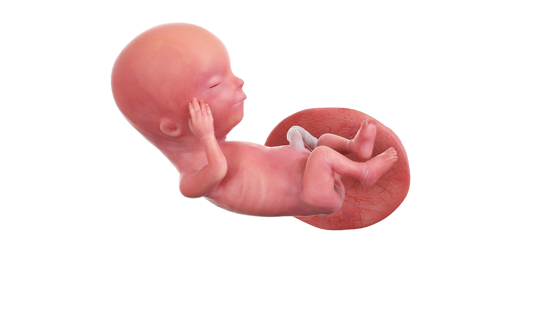 3D Fetus Anatomy Week 13 Animated model - TurboSquid 1815107
