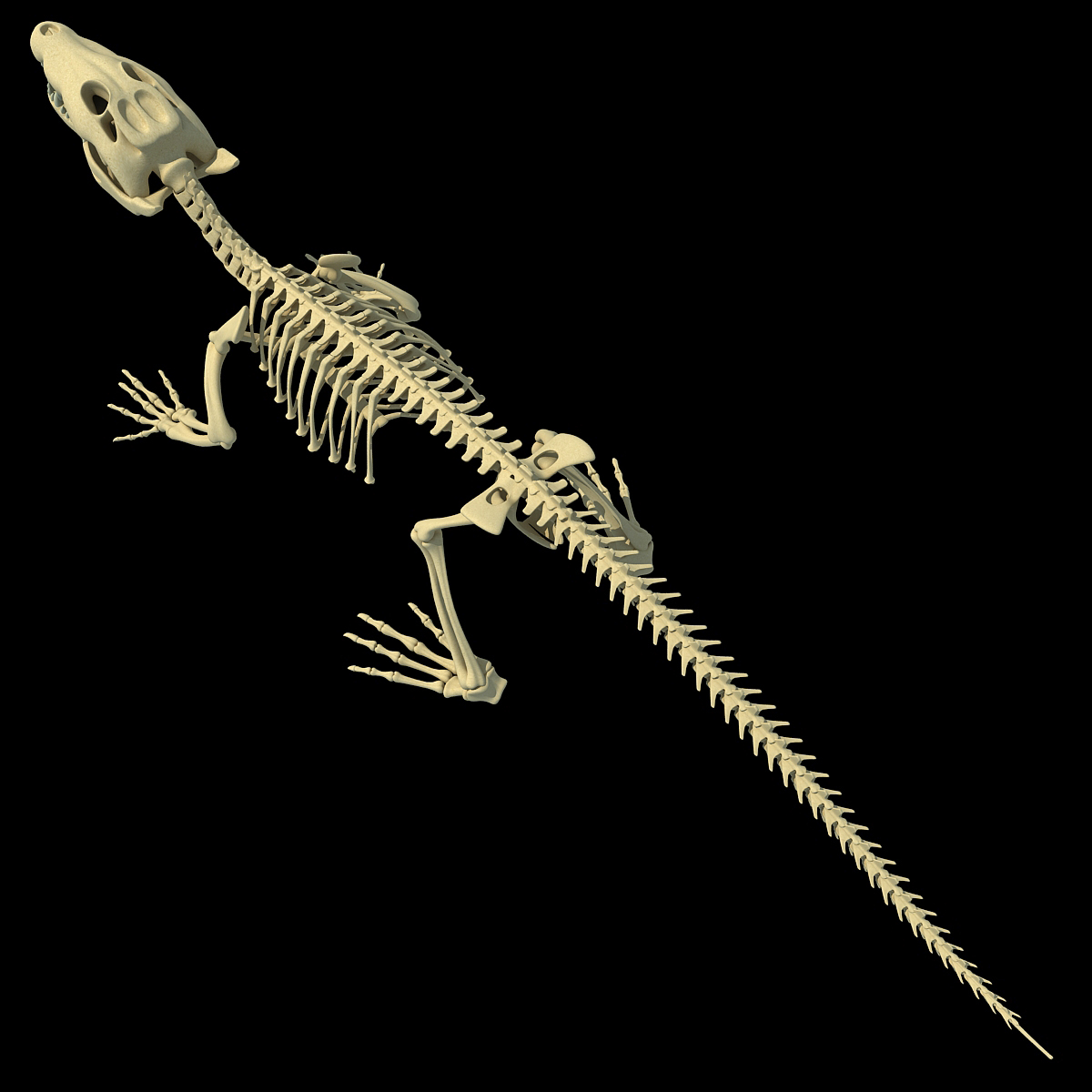 crocodile skeleton 3d max