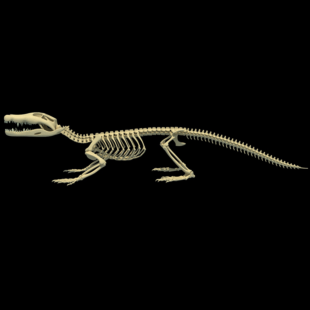 crocodile skeleton 3d max