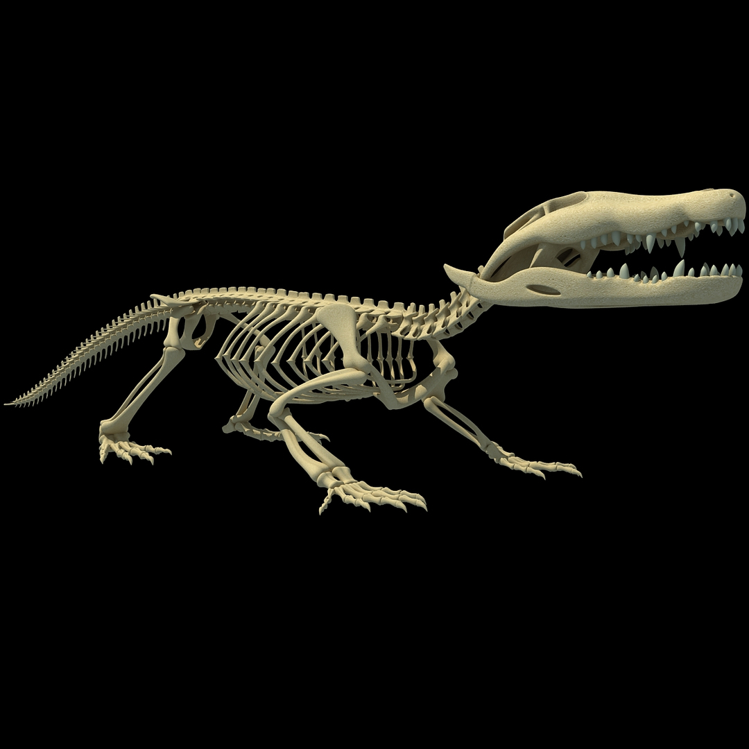 crocodile skeleton 3d max