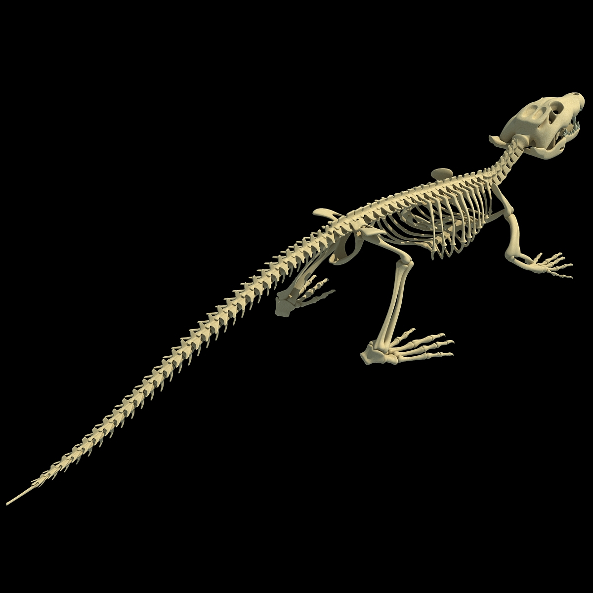 crocodile skeleton 3d max