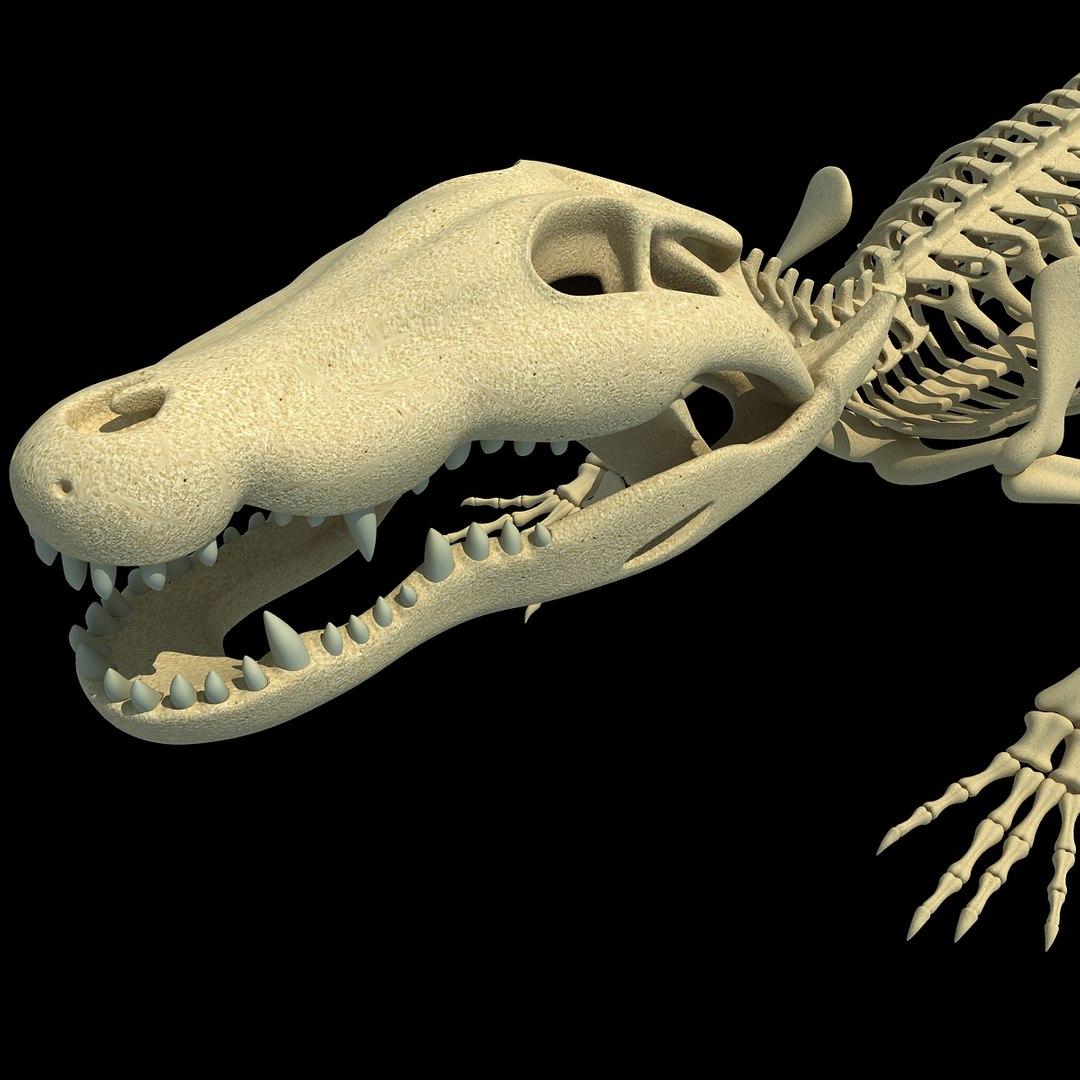 Crocodile Skeleton Labeled