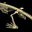 Crocodile Skeleton 3d Max