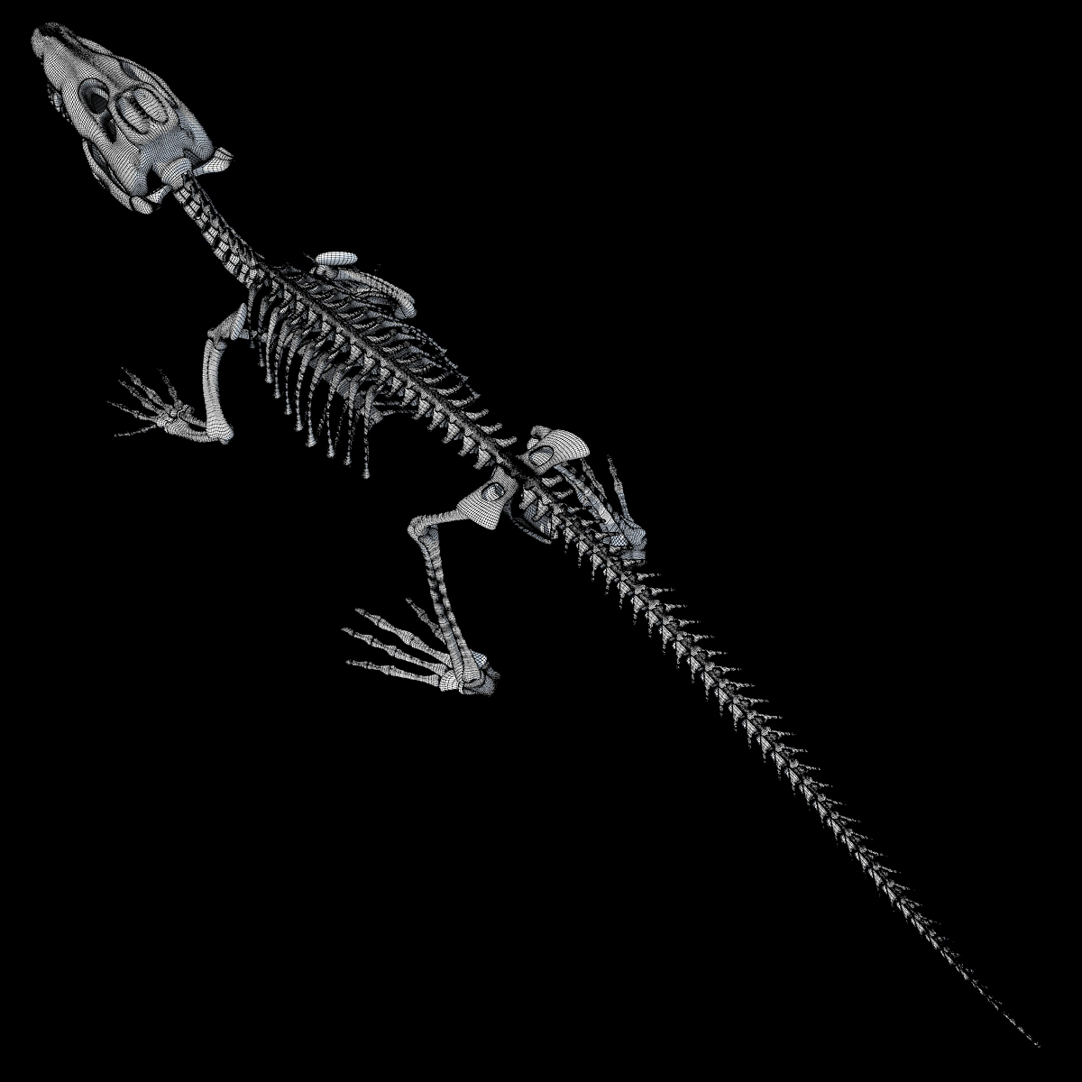 crocodile skeleton 3d max