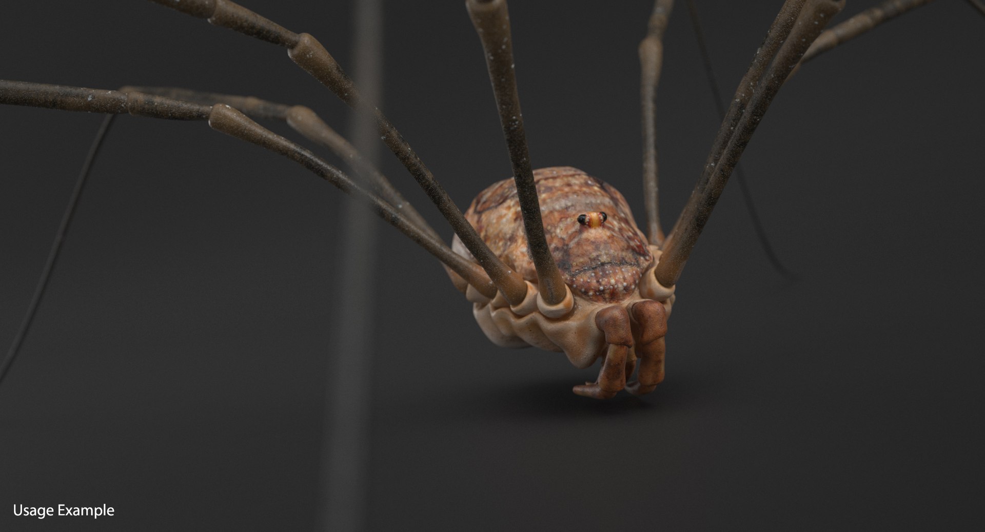 3D Model Daddy Long Legs Rigged - TurboSquid 1370530