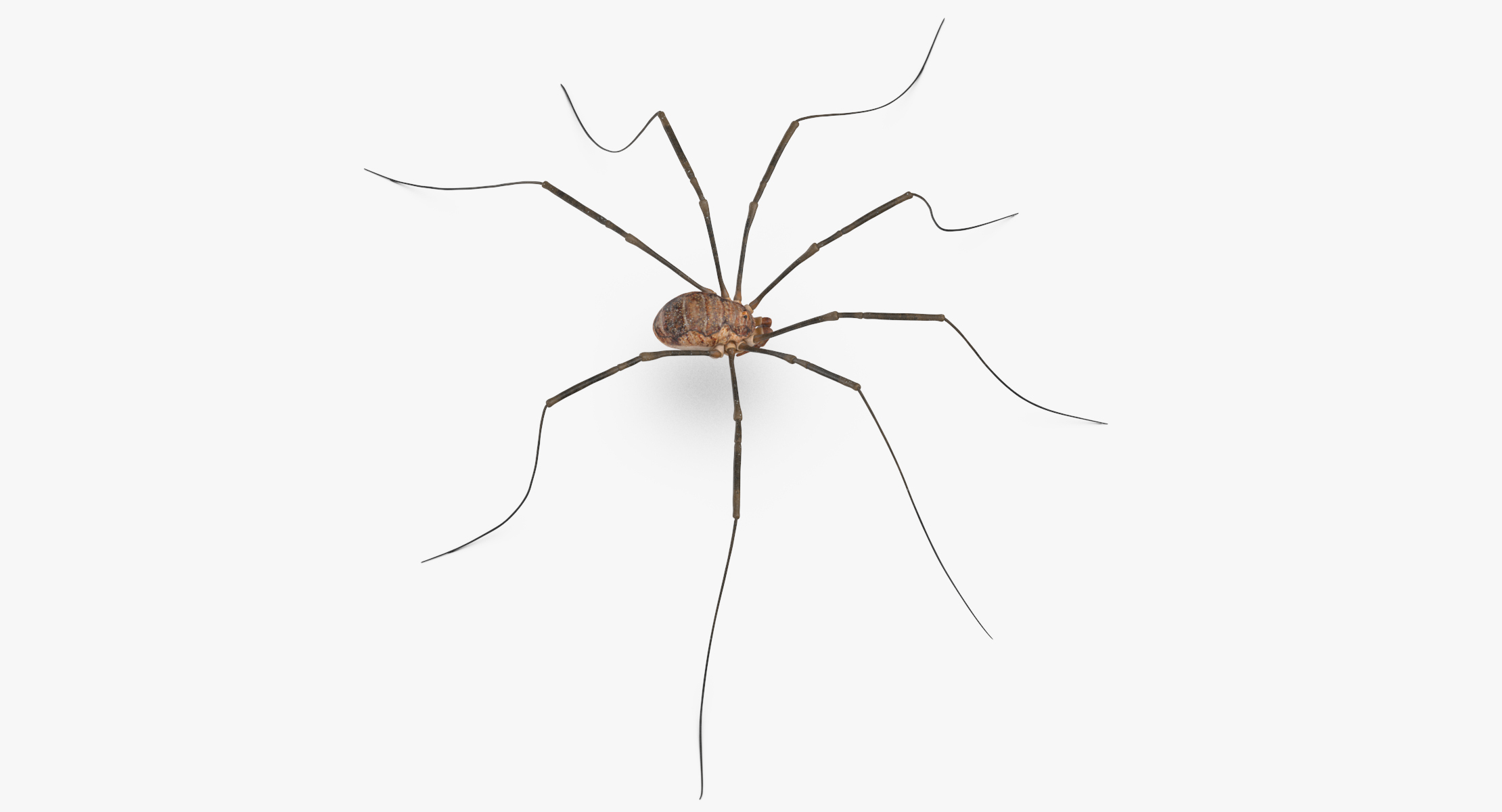 modelo 3d Papá piernas largas aparejadas - TurboSquid 1370530