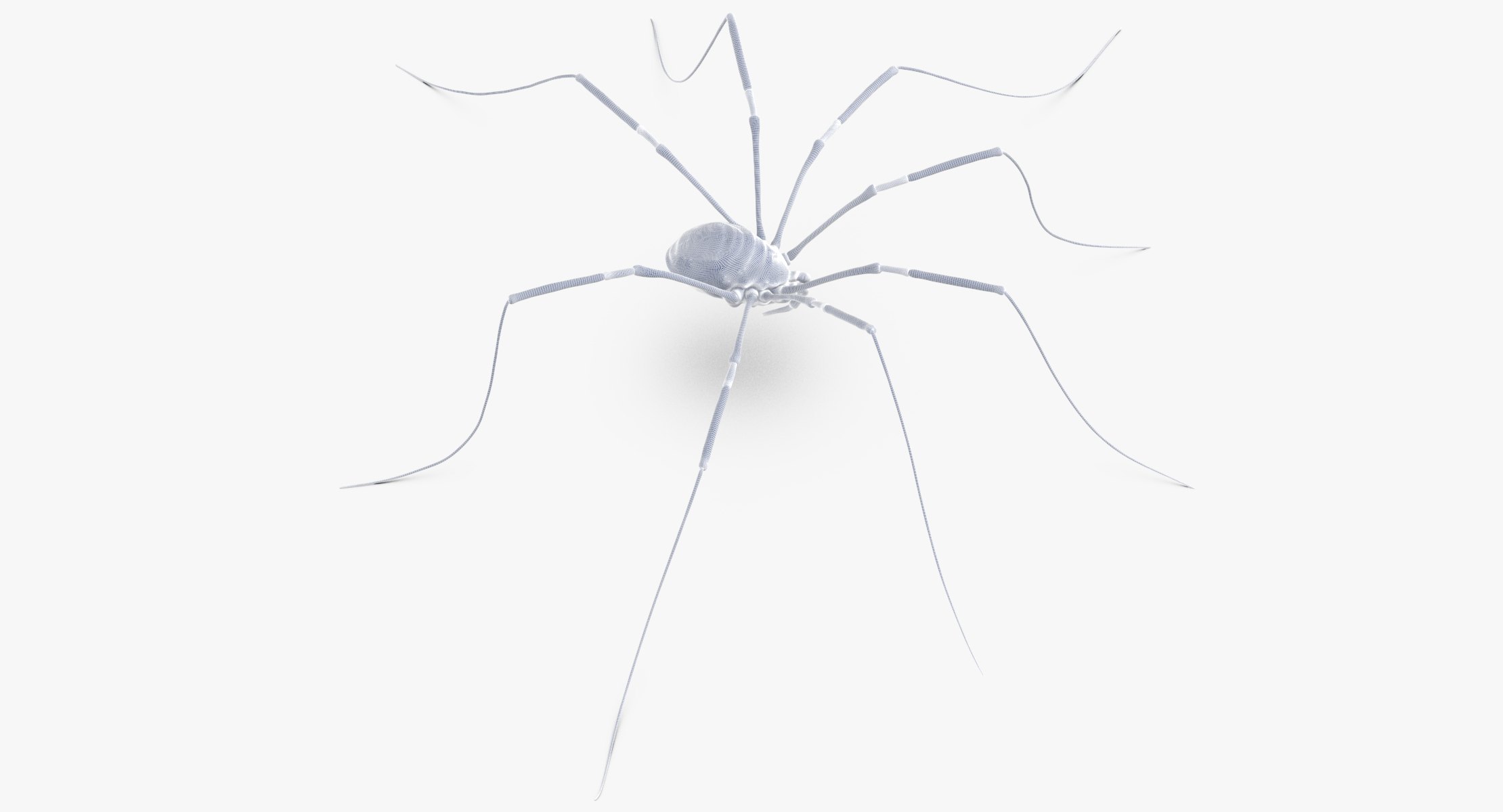 modelo 3d Papá piernas largas aparejadas - TurboSquid 1370530