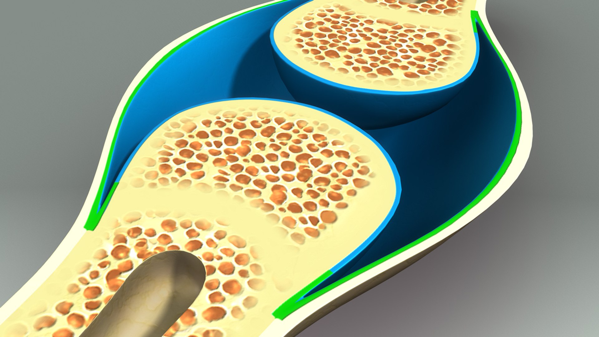 3d Bone Anatomy Model