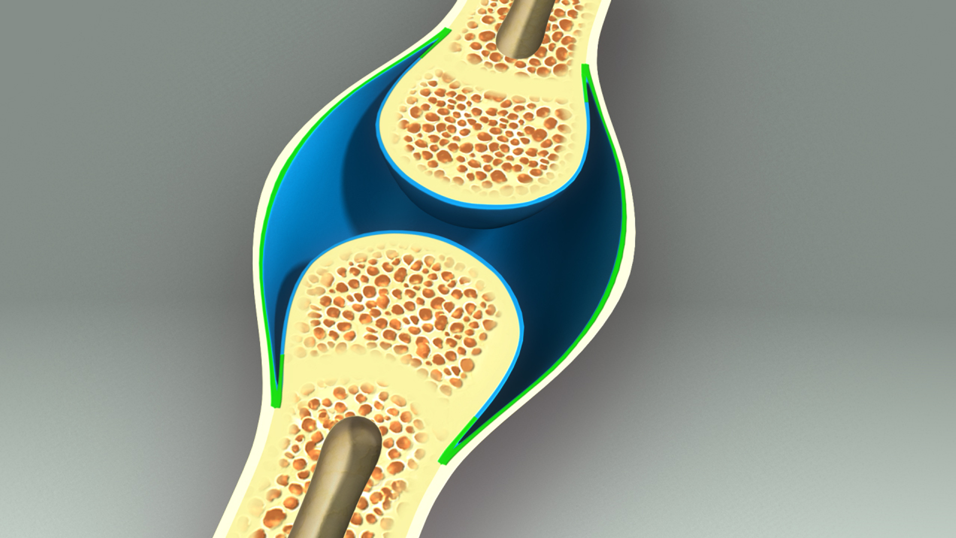 3d Bone Anatomy Model