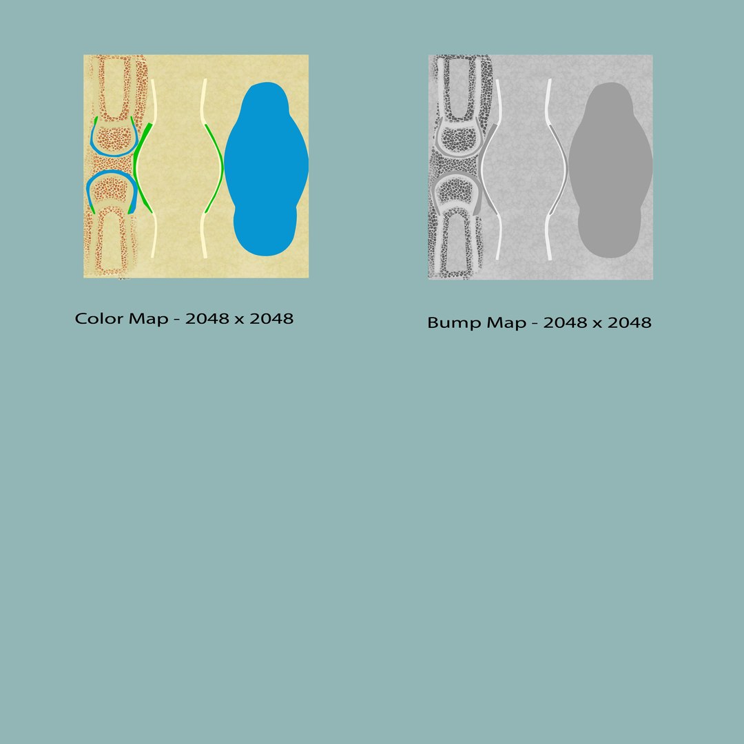 3d Bone Anatomy Model