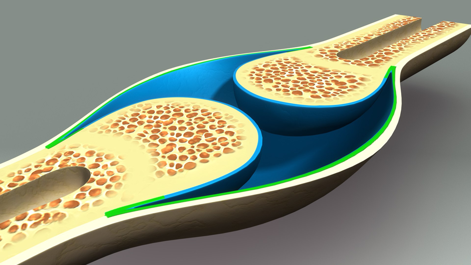 3d Bone Anatomy Model