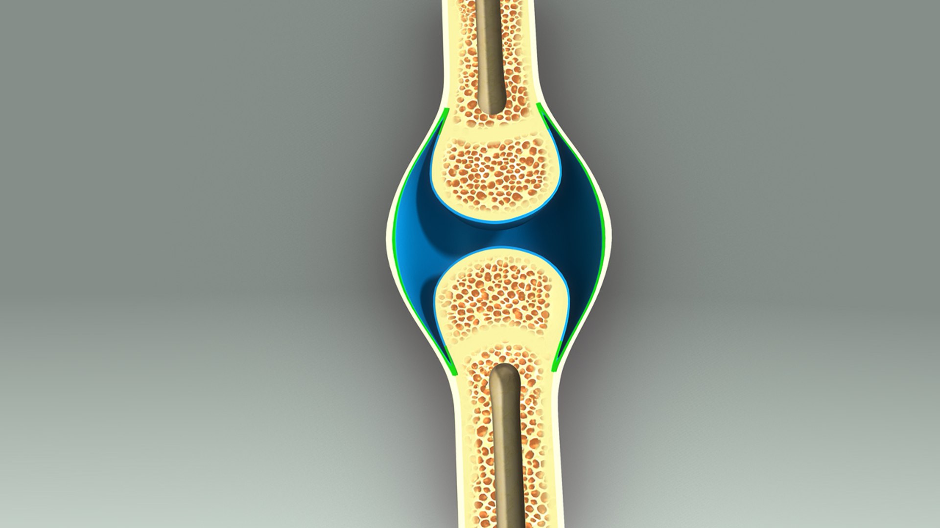 3d Bone Anatomy Model