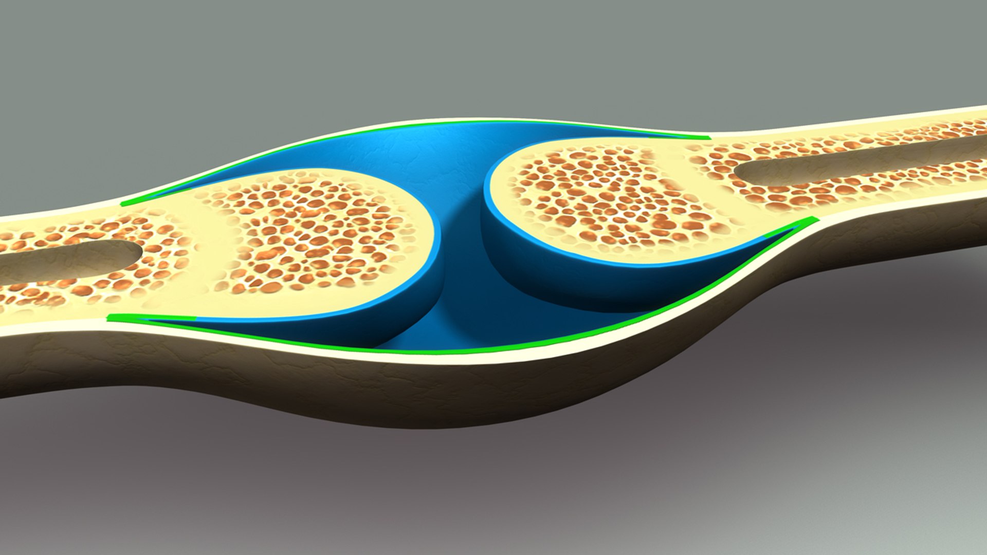 3d Bone Anatomy Model