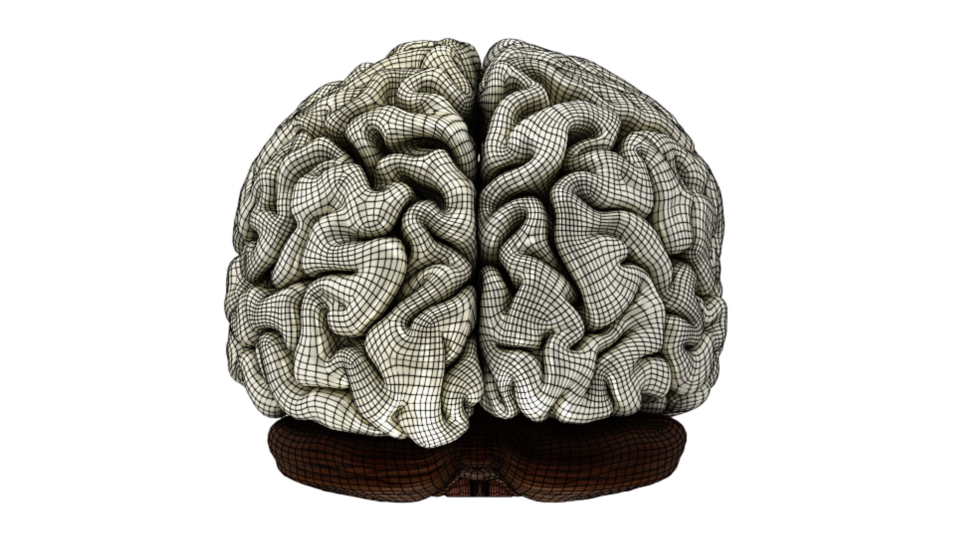3D Human Brain - TurboSquid 1138359