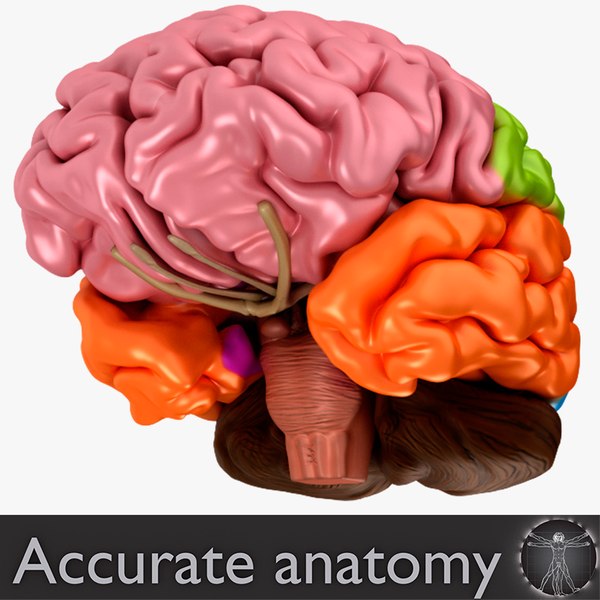 Brain 3D Models for Download | TurboSquid