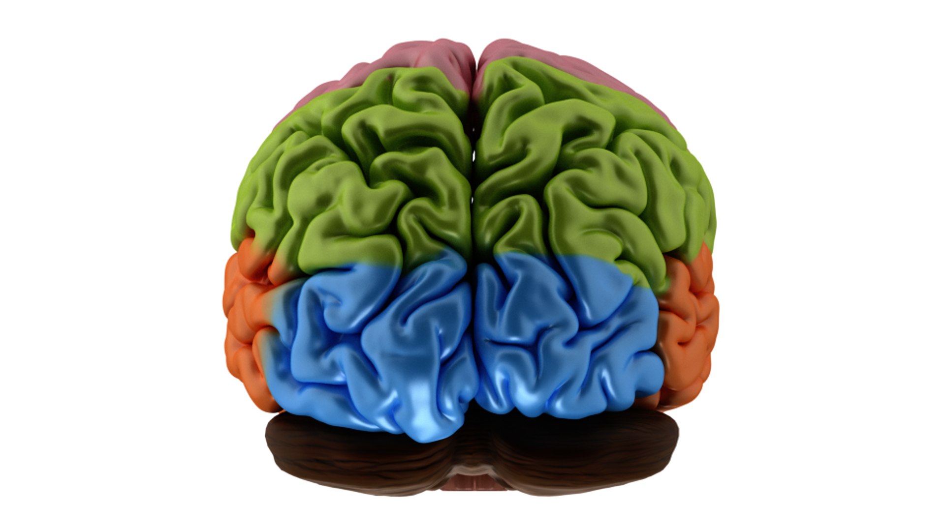 3D Human Brain - TurboSquid 1138359