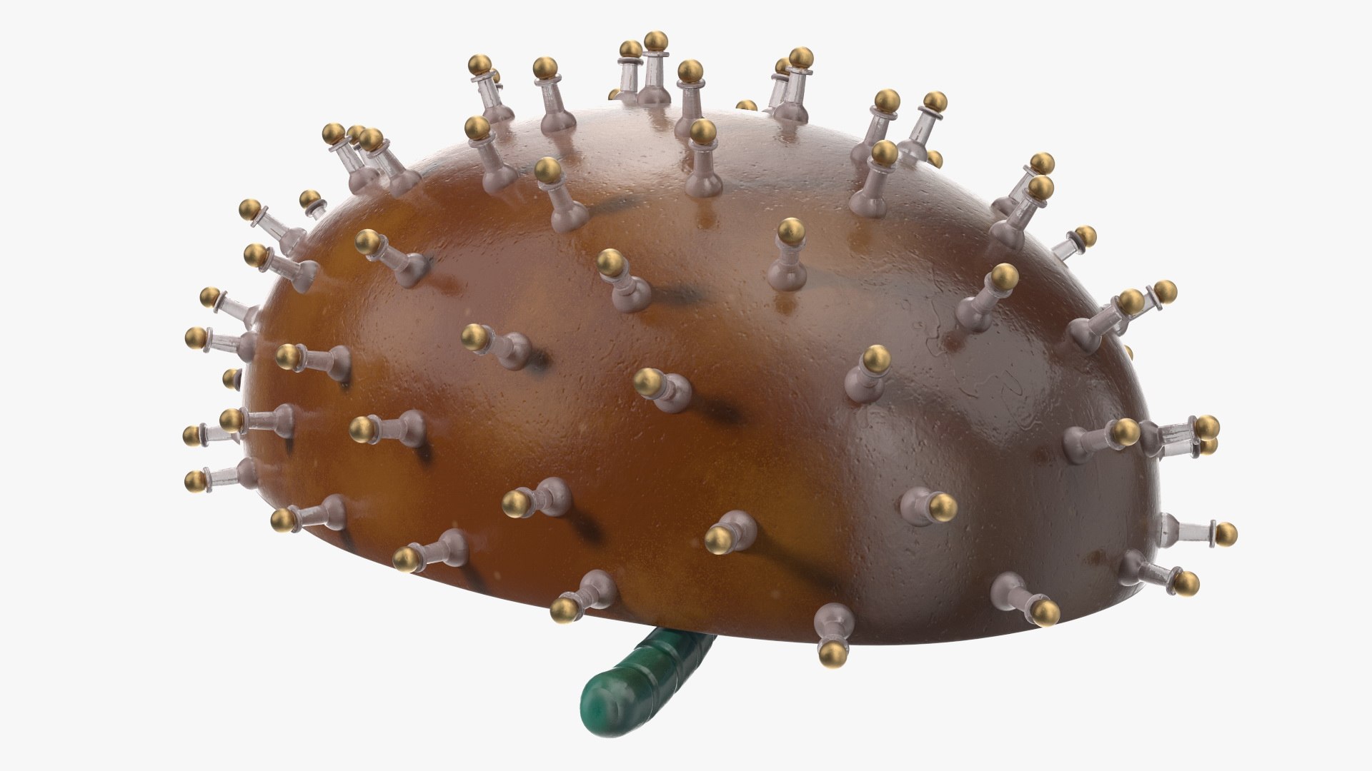 3D Rabies Virus Plastic Model Model - TurboSquid 2386277