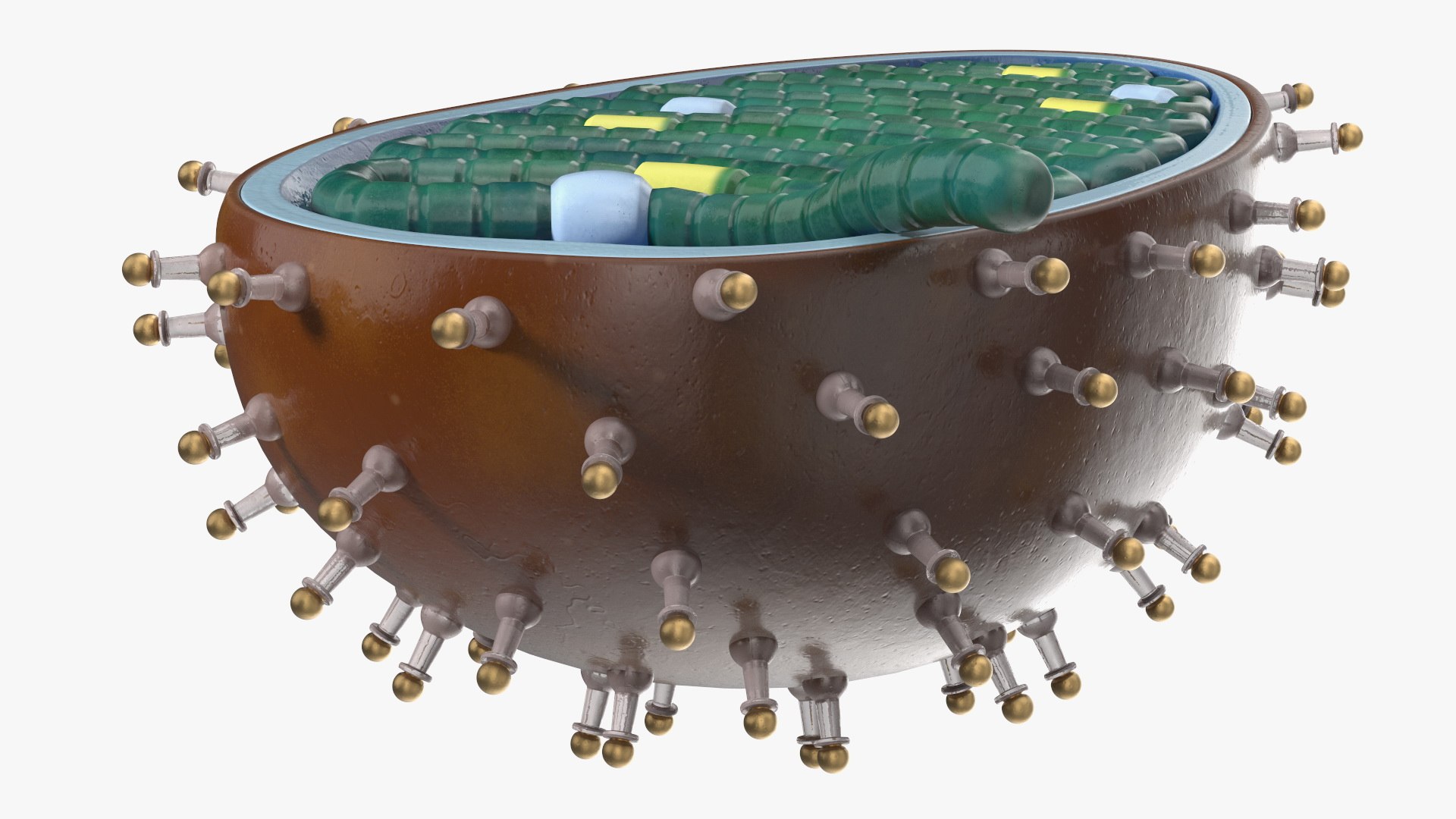 3D Rabies Virus Plastic Model Model - TurboSquid 2386277