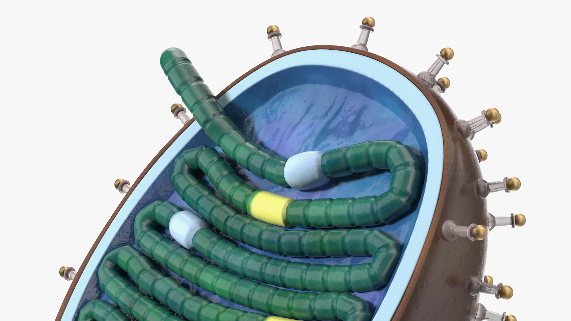 3D Rabies Virus Plastic Model Model - TurboSquid 2386277