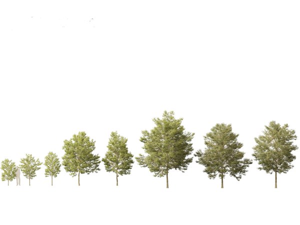 modèle 3D de Acer buergerianum - Érable trident 01 - TurboSquid 2095829