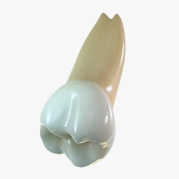 tooth upper molar 3d model