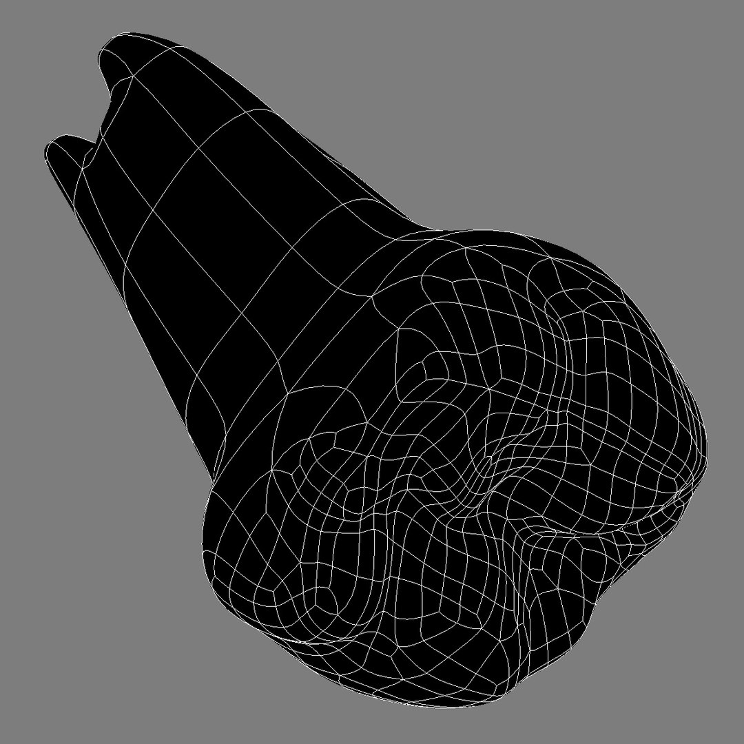 Tooth Upper Molar Wisdom 3d Model