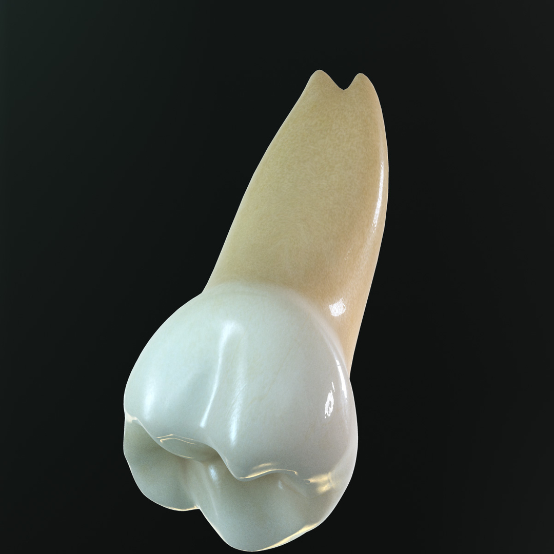 Tooth Upper Molar Wisdom 3d Model