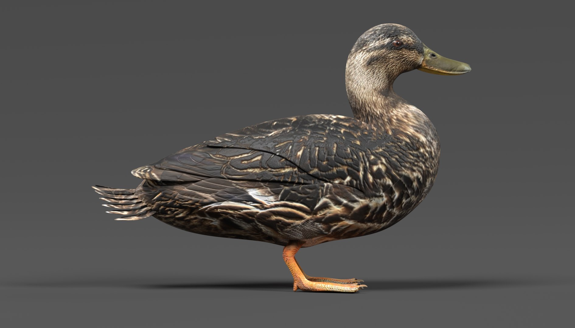 3D Wild Duck Female Model - TurboSquid 1160712