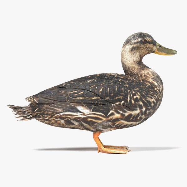 Duck Blender Models for Download | TurboSquid