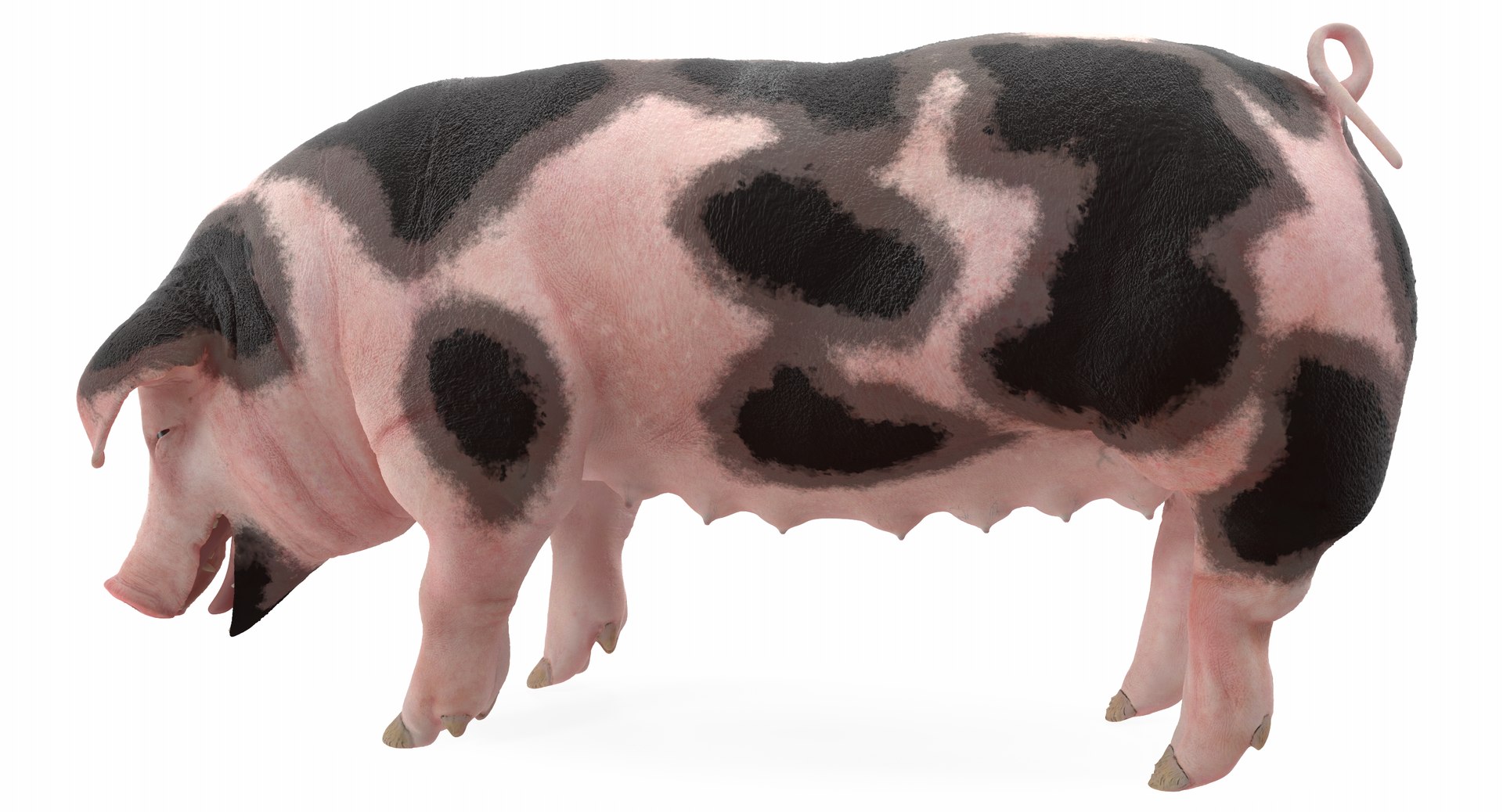 Pig Sow Peitrain Standing 3D Model - TurboSquid 1357950