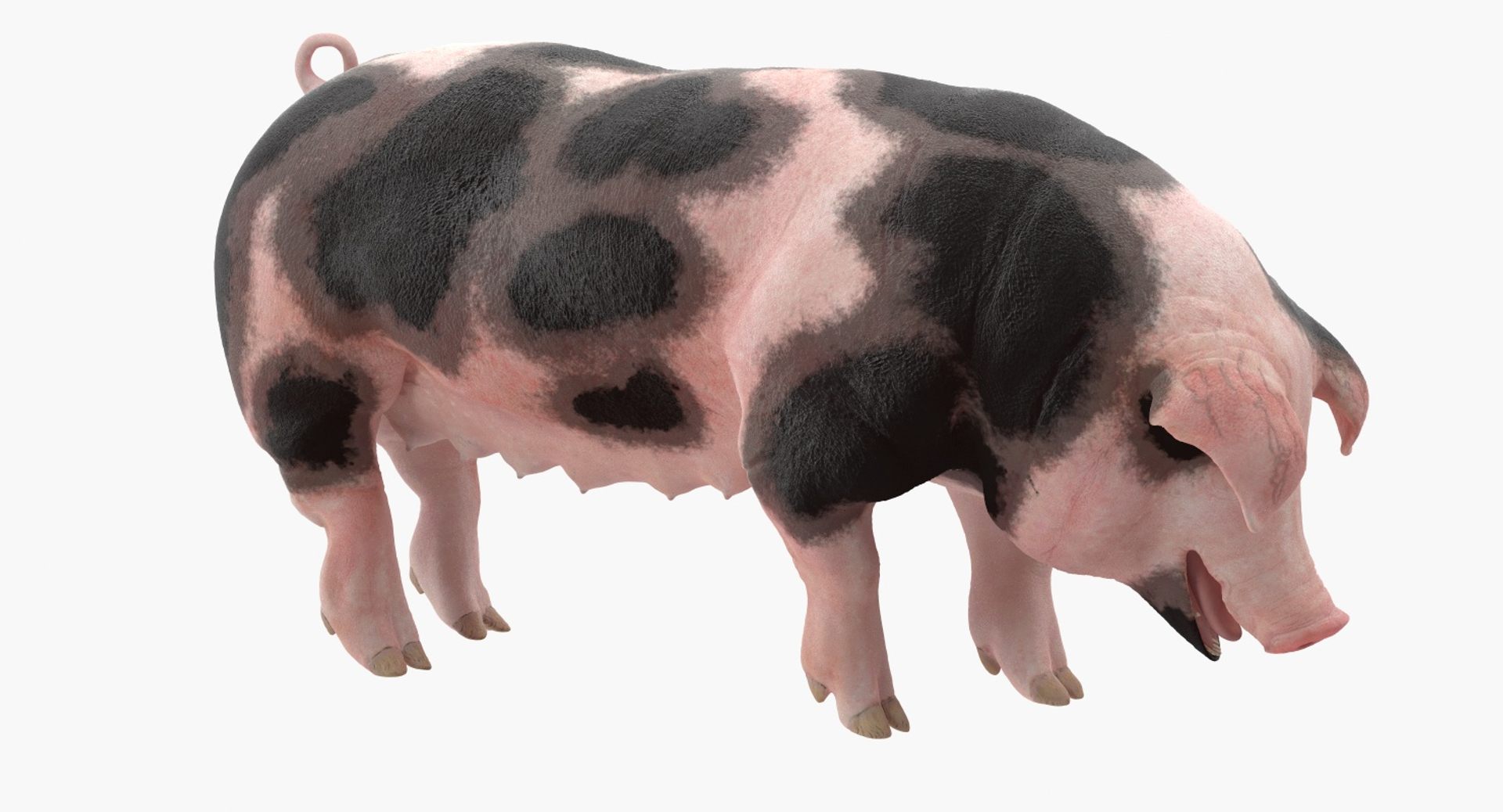 Pig Sow Peitrain Standing 3D Model - TurboSquid 1357950