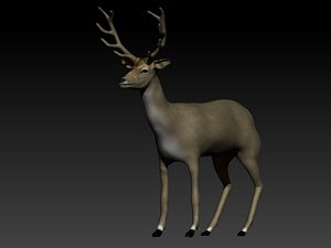 Deer 3D Models for Download | TurboSquid