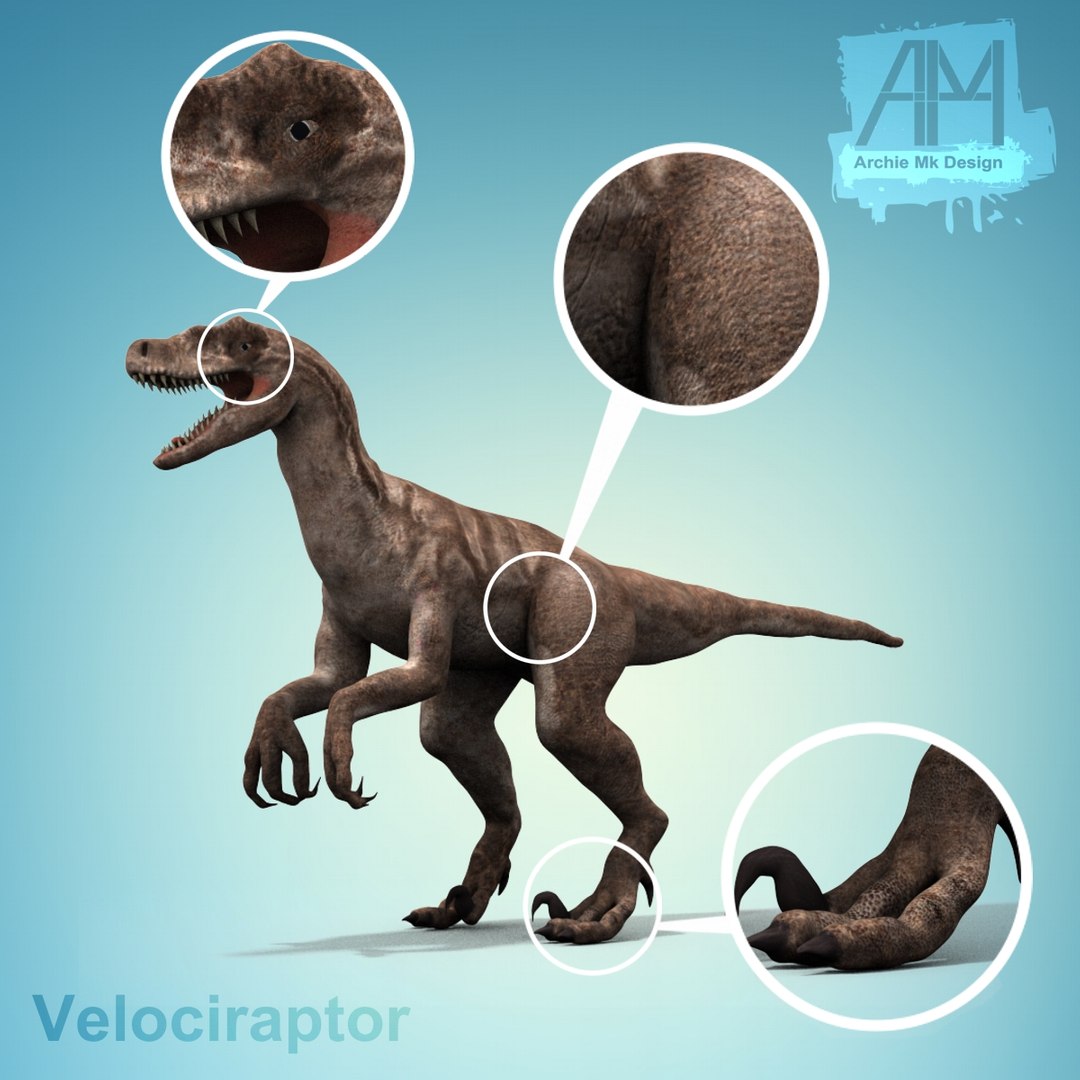 3d Raptor Velociraptor Dino Model