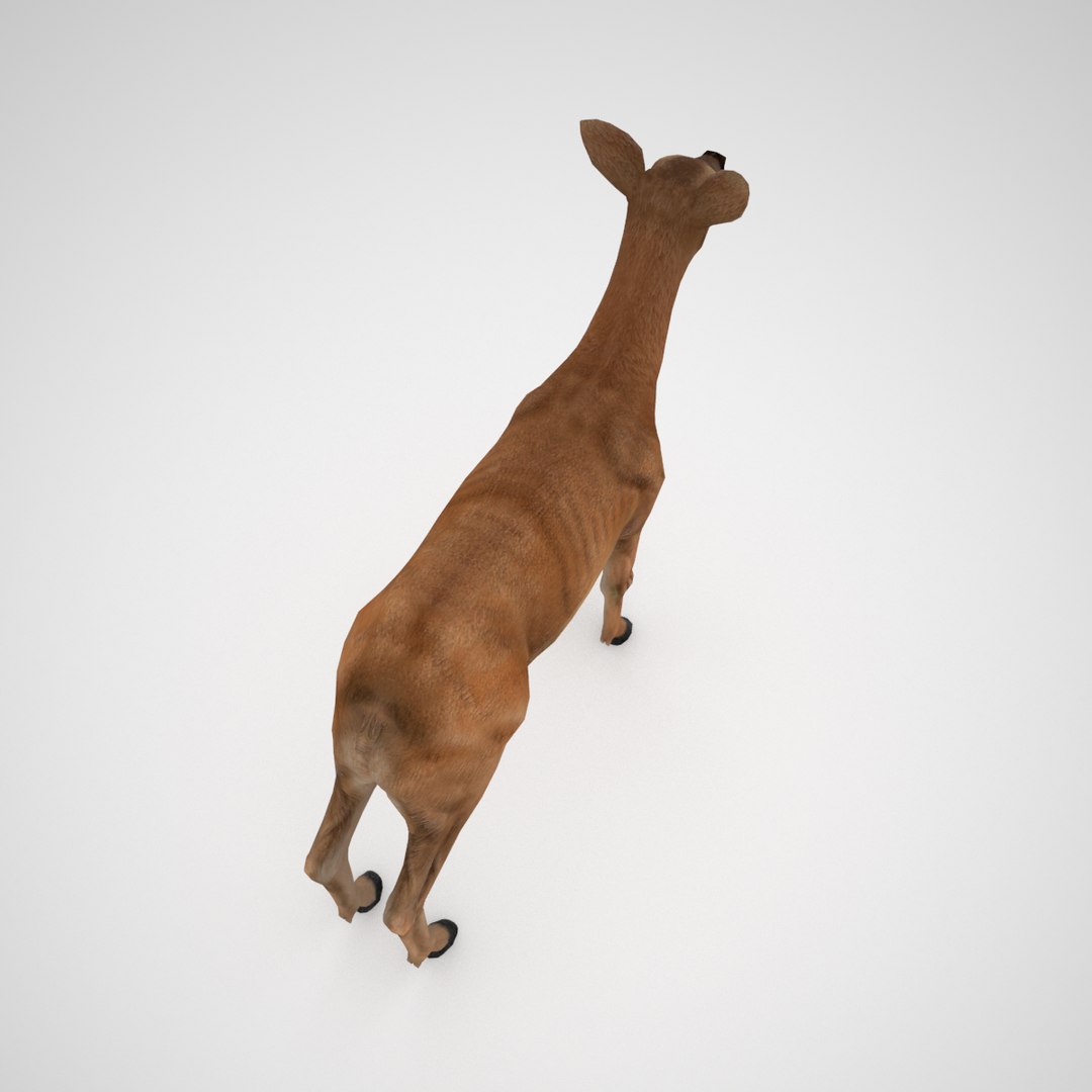 3D Roe Deer Female - Model - TurboSquid 1301463