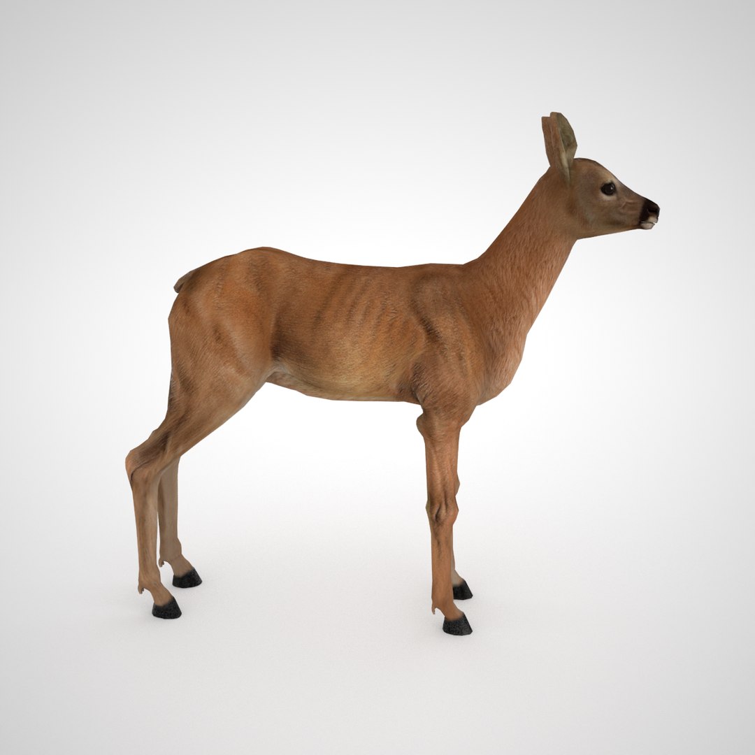 3D Roe Deer Female - Model - TurboSquid 1301463