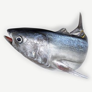Tuna 3D Models for Download | TurboSquid