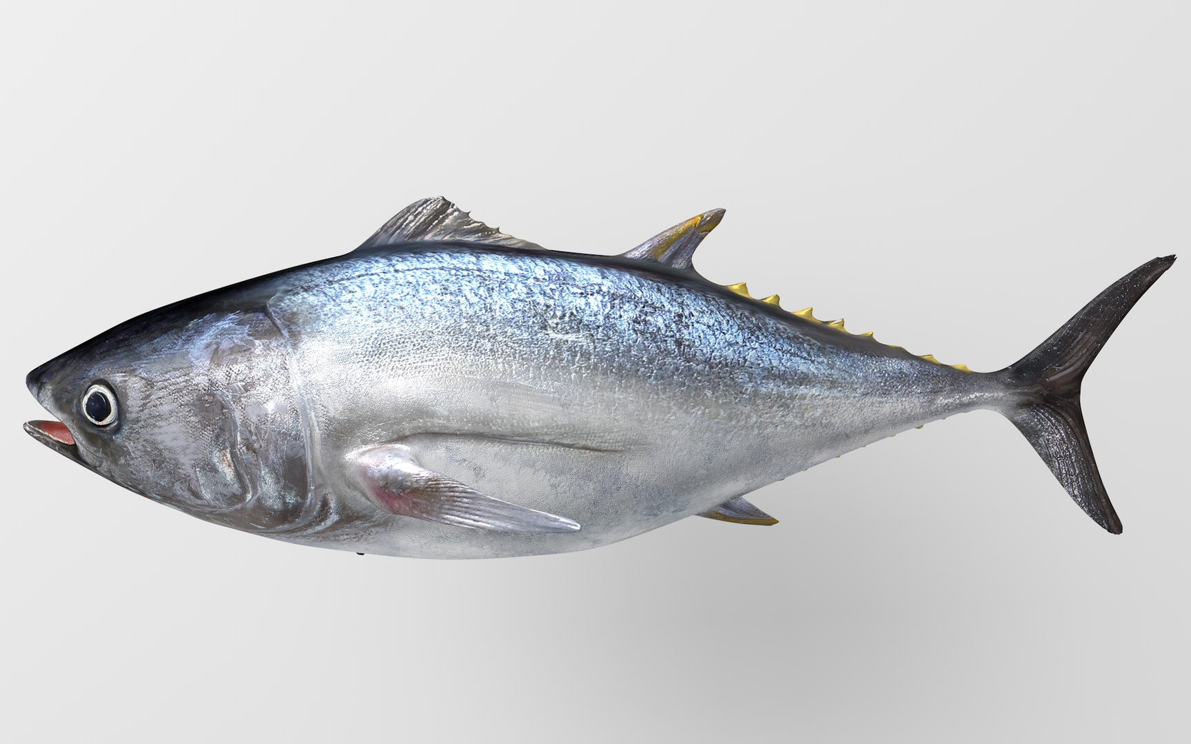 TUNA FISH Rigged L1888 3D - TurboSquid 2002899