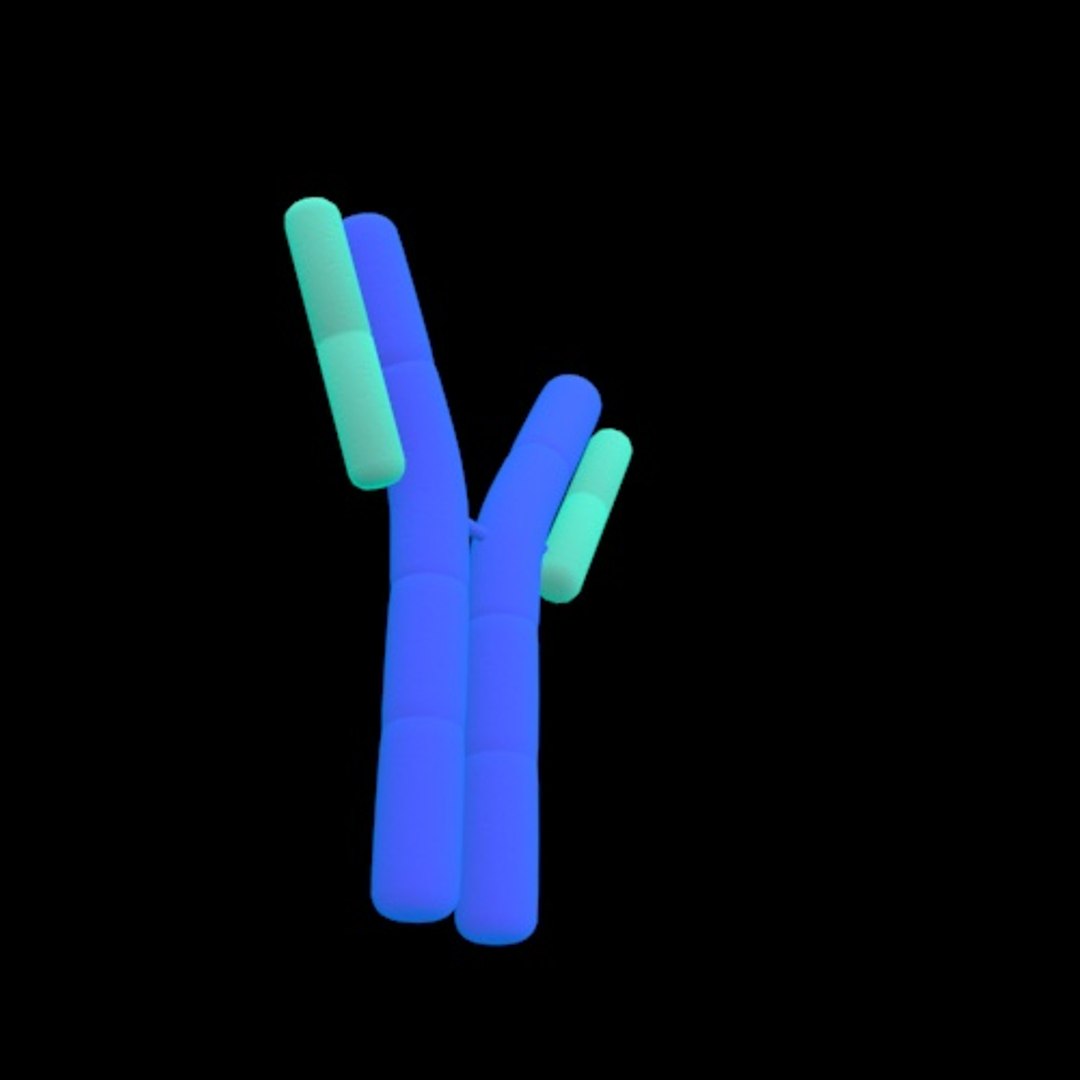 3d Antibodies Medical Model