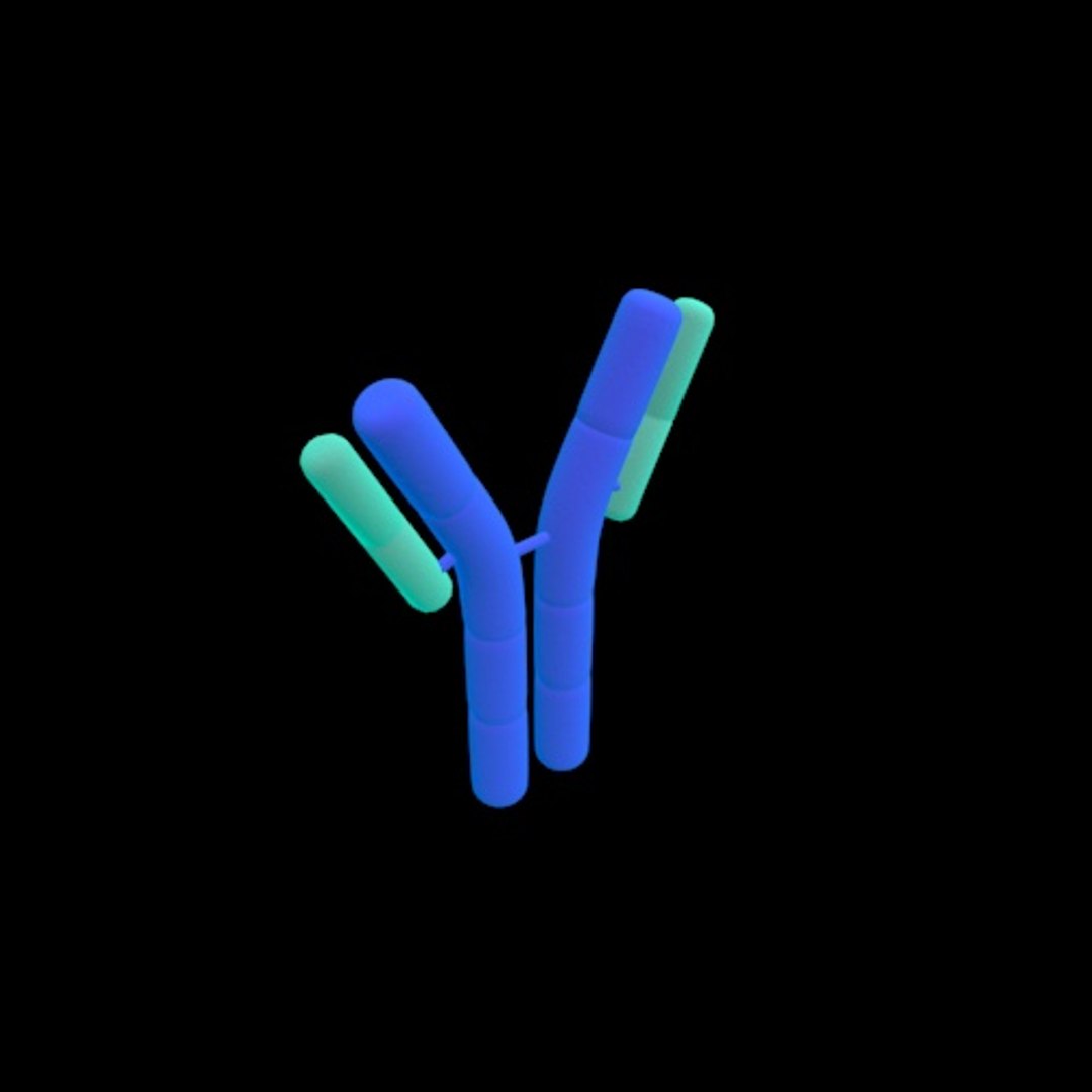 3d Antibodies Medical Model