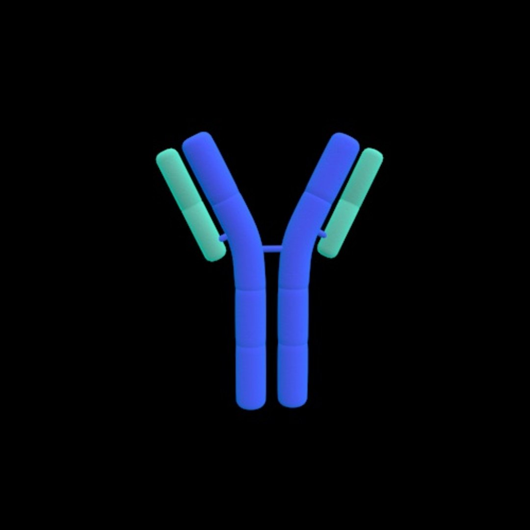 3d Antibodies Medical Model