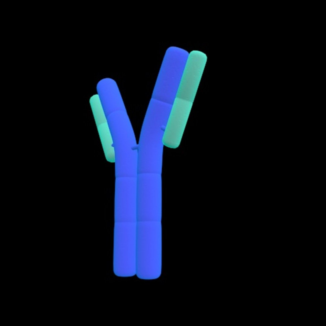 3d Antibodies Medical Model